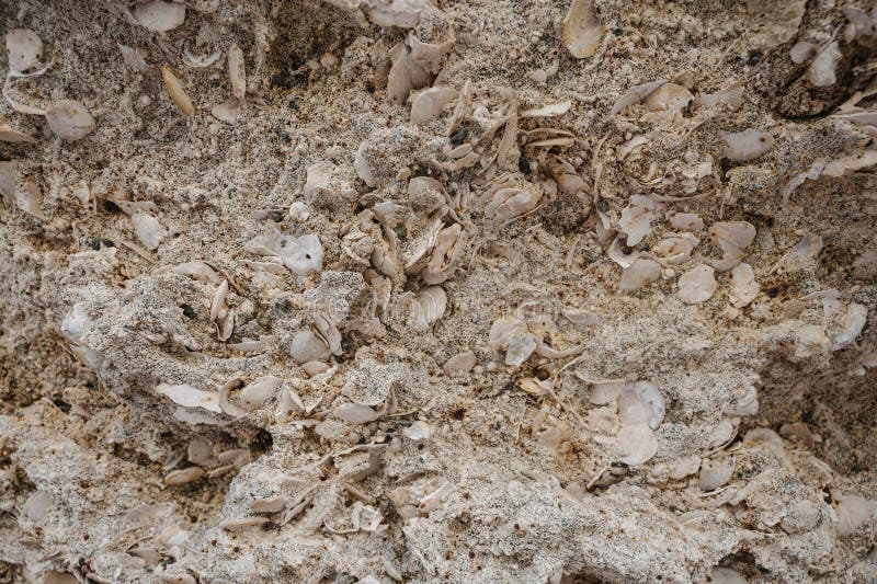 Texture of Sedimentary Limestone Rock with Shells Stock Image - Image ...