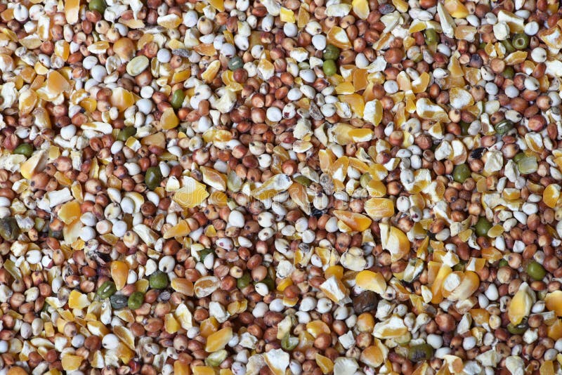 Texture of Seed and Grain Mix . Stock Photo - Image of hull, textured ...
