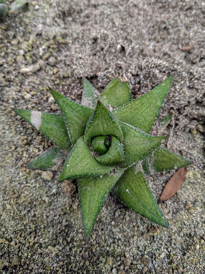 Texture of Several Green Plants in a Large Pot Stock Image - Image of ...