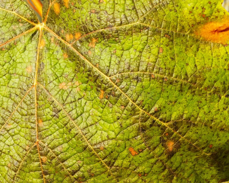 Texture of the Sheet of Grape at Autumn Length of Time Stock Photo ...