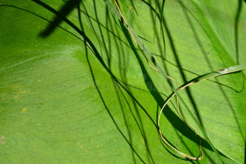 The Texture of the Sheet of a Water Lily with the Shadows of Grass ...