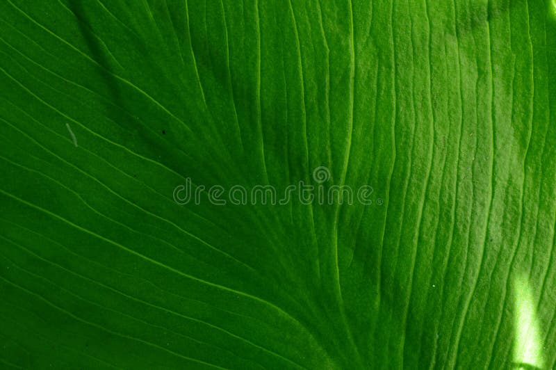 The Texture of the Sheet of a Water Lily with Sunlight Stock Image ...