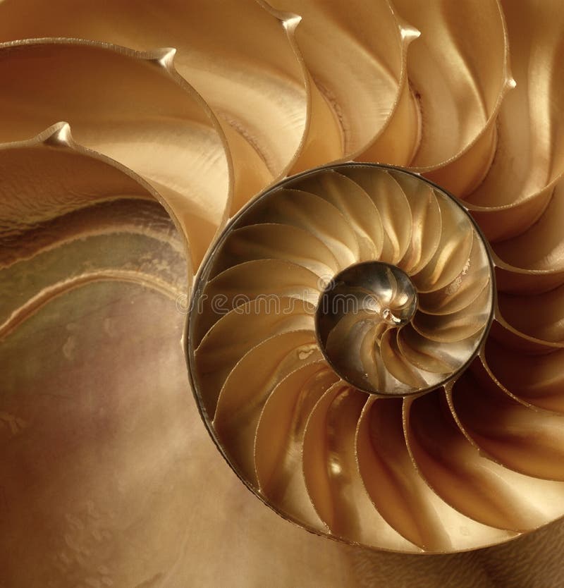 Texture of shell. stock image. Image of golden, natural - 17570923