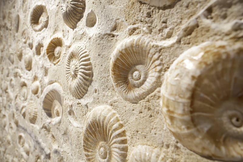 Texture of Shell Imprints on Plaster Stock Illustration - Illustration ...