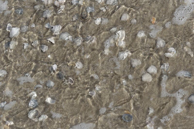 Texture shell stock photo. Image of marine, seashell - 102795610