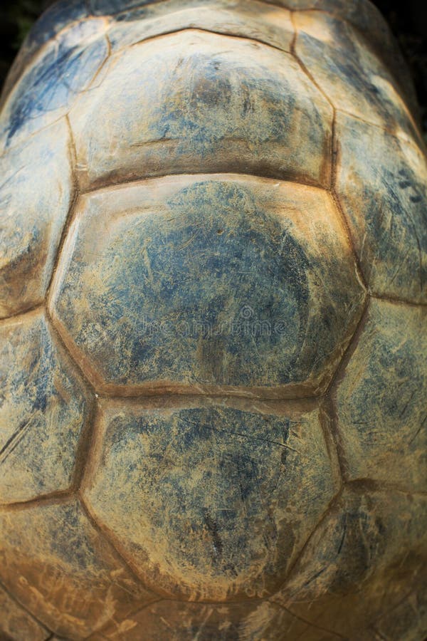 Turtle texture stock photo. Image of animal, patience - 14025554