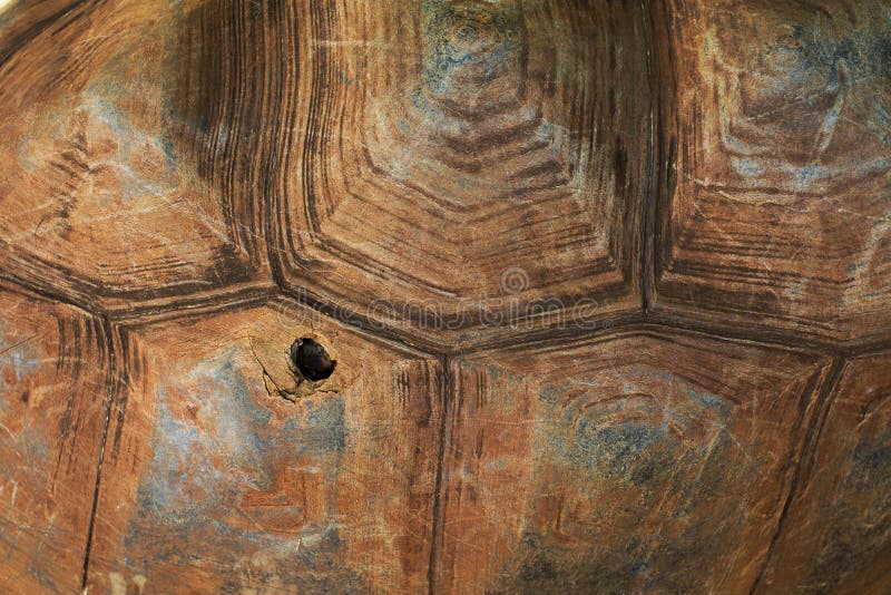 Texture of the Shell of the Seychelles Turtle. Stock Photo - Image of ...