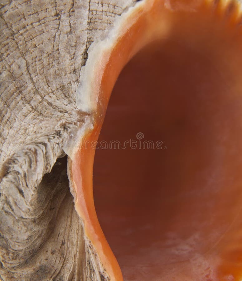 Texture of the shell stock photo. Image of abstract - 204983560