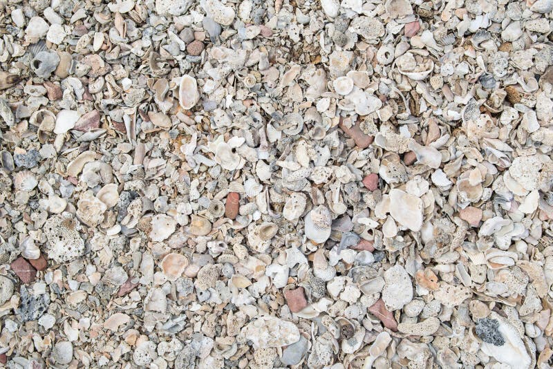 Texture Shells on the Beach Stock Image - Image of cockle, collection ...