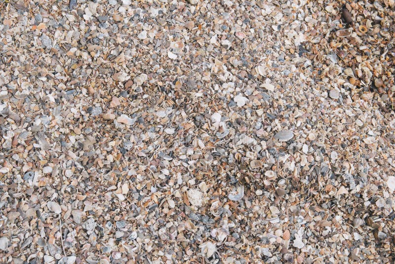 Texture Shells on the Beach Stock Image - Image of coastal, mollusc ...