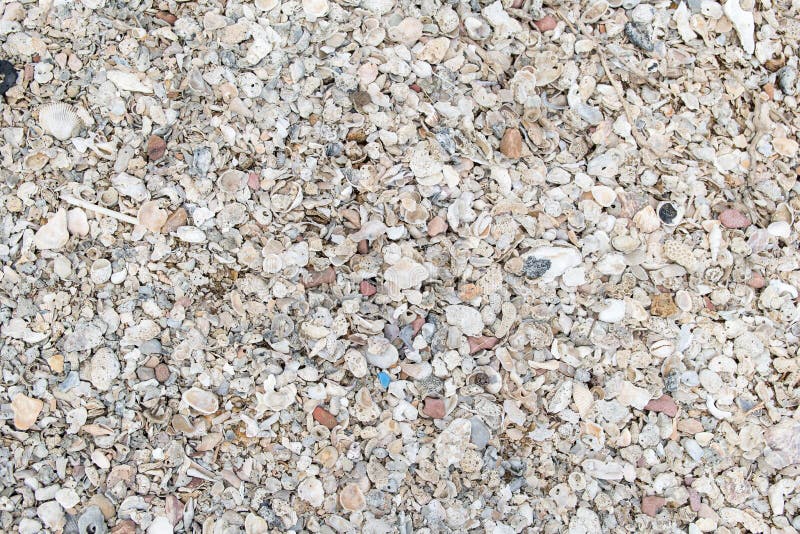 Texture Shells on the Beach Stock Photo - Image of tropical, shell ...