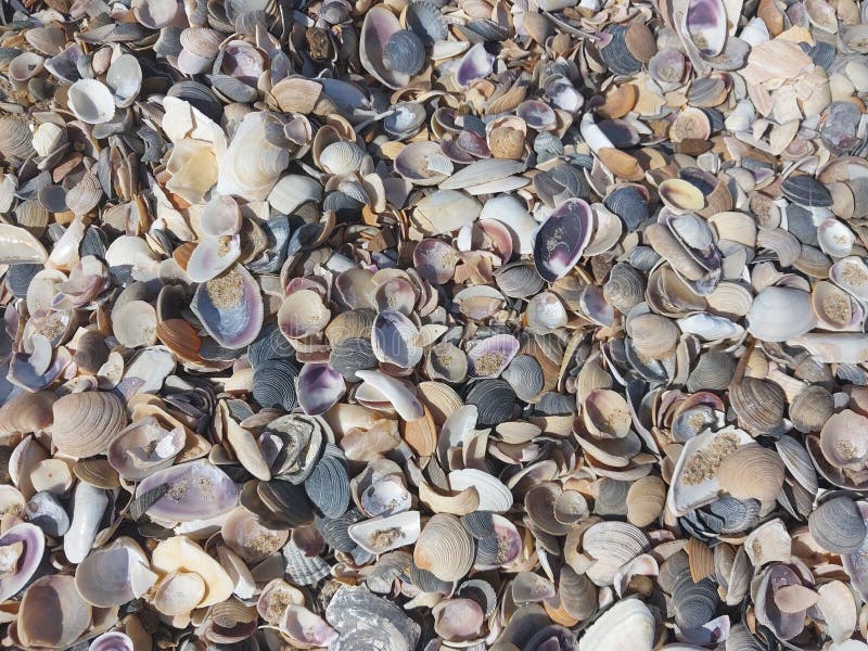 Texture of Shells on the Black Sea Stock Image - Image of landscape ...