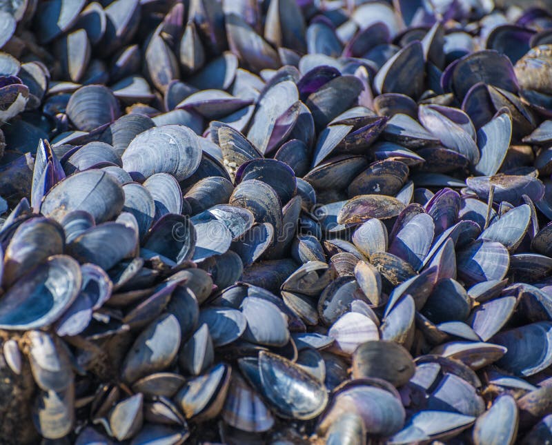 The Texture of the Shells of Blue Shellfish Stock Image - Image of ...