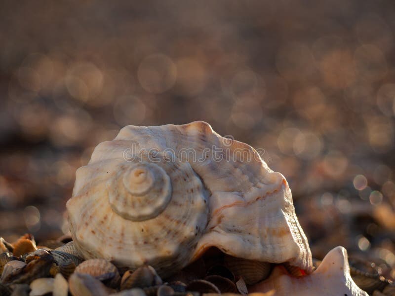 The Texture of the Shells in Close-up. Stock Photo - Image of sand ...