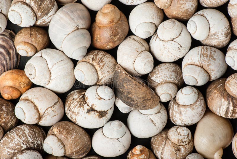 Texture of shells stock image. Image of snail, spiral - 30604935