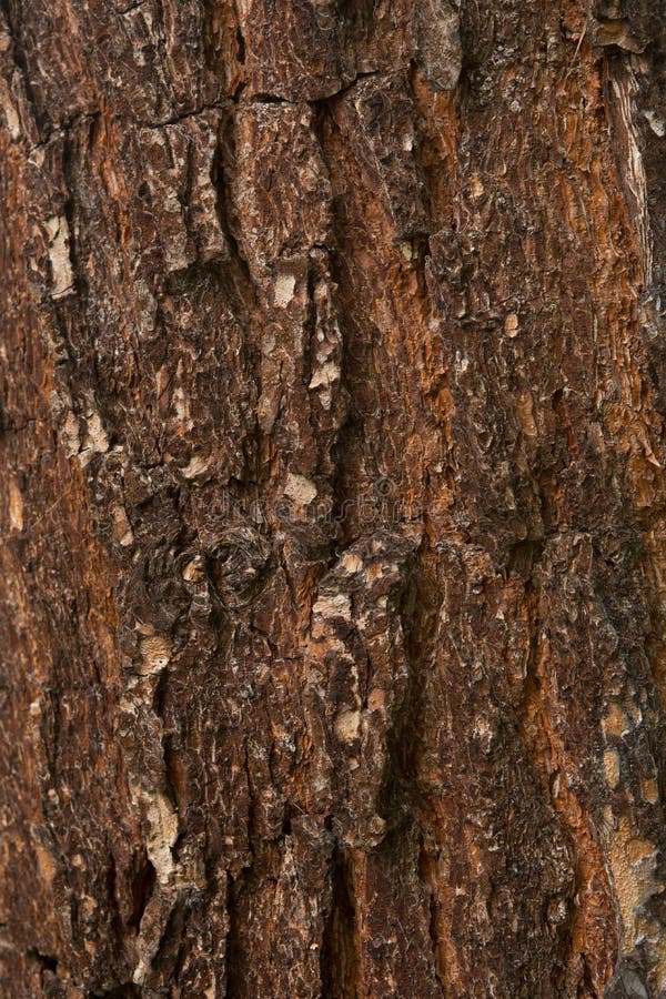 Texture Shot of Brown Tree Bark, Filling the Frame Stock Image - Image ...