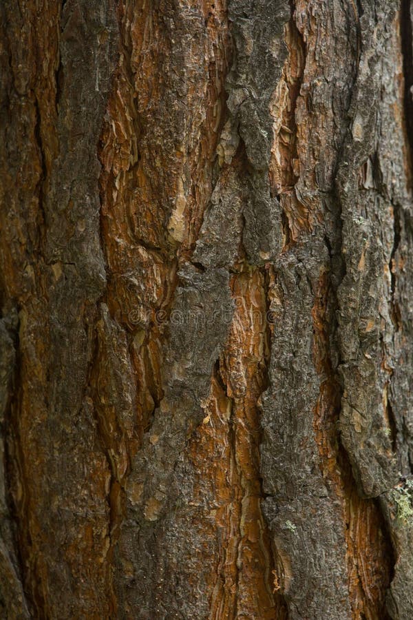 Texture Shot of Brown Tree Bark, Filling the Frame Stock Photo - Image ...