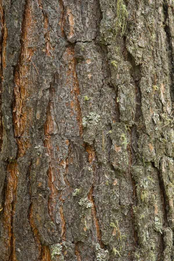 Texture Shot of Brown Tree Bark, Filling the Frame Stock Image - Image ...