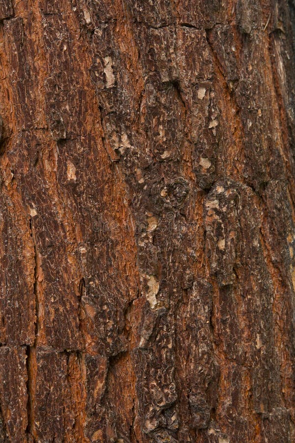 Texture Shot of Brown Tree Bark, Filling the Frame Stock Photo - Image ...