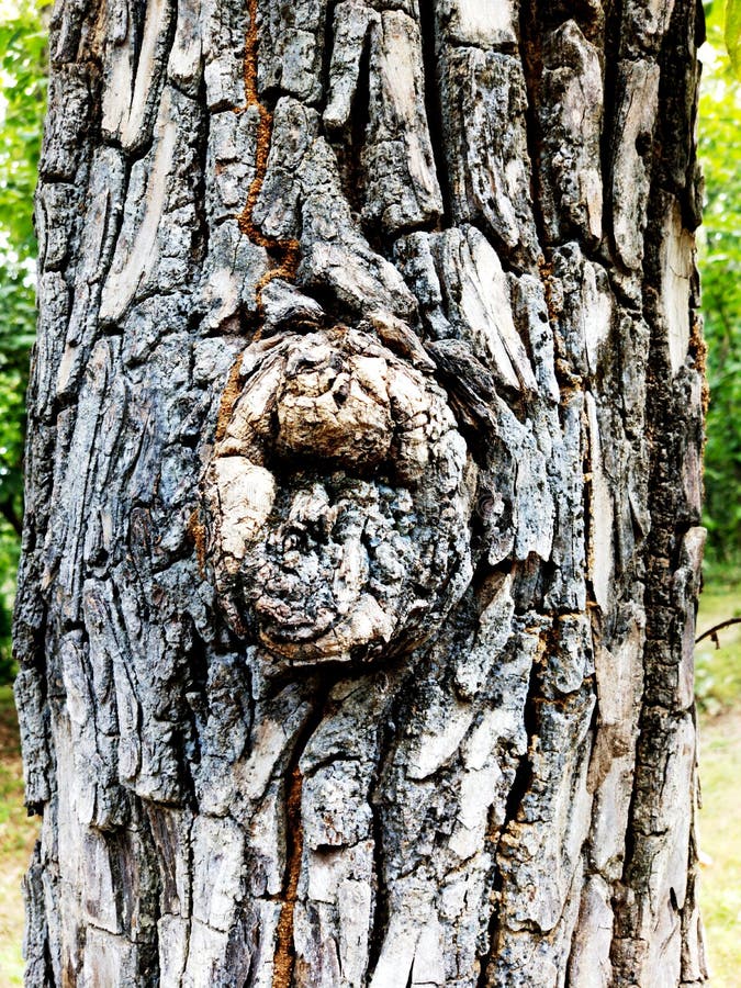 Tree bark texture. stock image. Image of botanical, flora - 163445219
