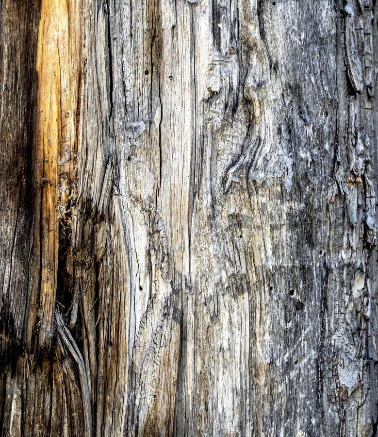 Texture of the Side Surface of an Old Dry Stump with Cracks and ...