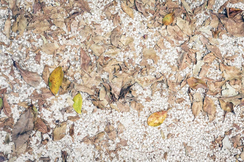 Texture of Sidewalk Floor with Yellow Leaves in Autumn, Fall Background ...