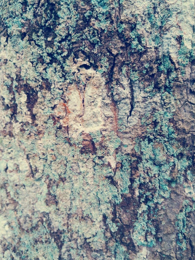 141 Texture Mango Tree Skin Stock Photos - Free & Royalty-Free Stock ...