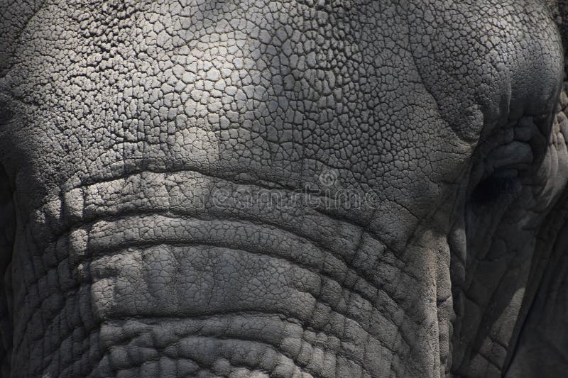 Texture on the Skin of a Pachyderm Stock Photo - Image of trunk, skin ...