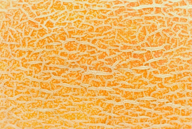 Melon texture stock image. Image of yellow, texture, closeup - 11240663