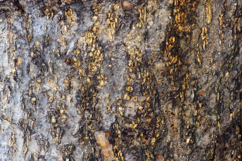 Texture skin of the tree stock photo. Image of trunk - 112456120