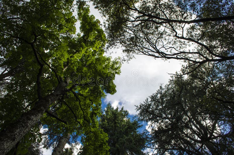 Texture between Sky and Trees Stock Photo - Image of nature, earth ...