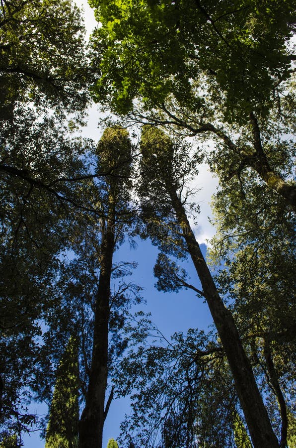 Texture sky and trees stock image. Image of face, amazing - 56938705