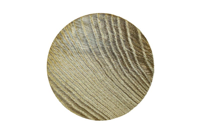 The Texture of a Slice of Beech Wood in the Form of Circle Isolated on ...