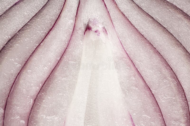 Texture of a Sliced Red Onion Stock Image - Image of isolated, slice ...