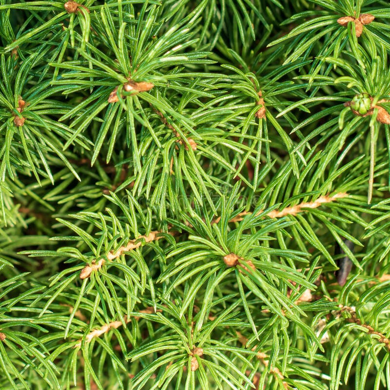 Texture of Small Branches of Decorative Garden Spruce Stock Image ...