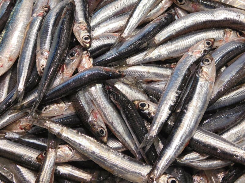 Texture of small fish stock image. Image of healthy, freshness - 78519961