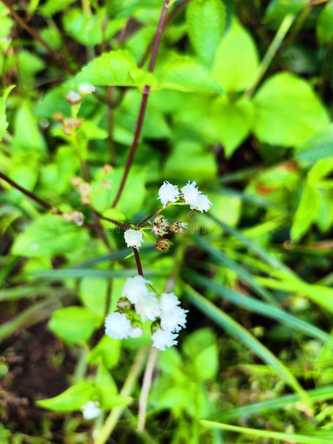 Texture of Small Flowers Outside on the Ground in the Village 3 Stock ...