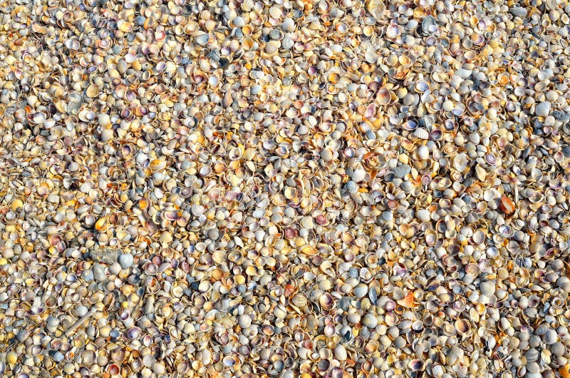 Texture of Small Sea Shells on the Sea Shore Stock Photo - Image of ...