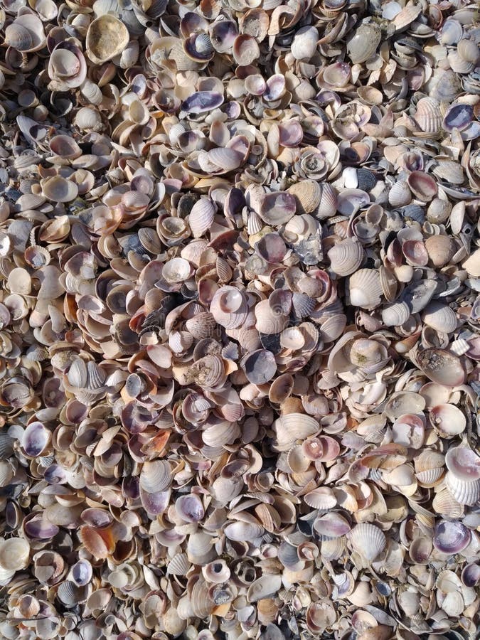 Texture of Small Shells Covering the Beach Stock Image - Image of food ...