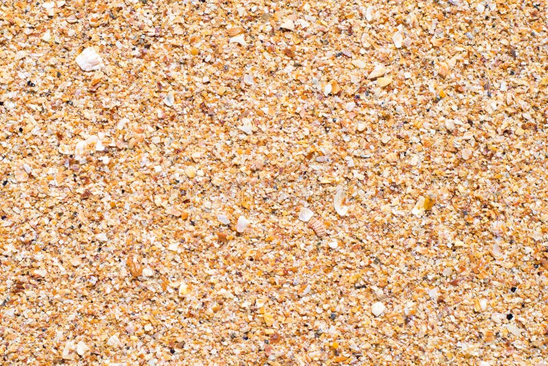 Texture of Smooth Surface of Wet Sand with Fragments of Shells ...