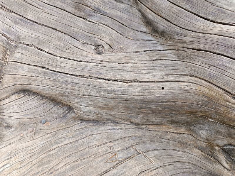 Texture of Smooth Tree Bark. Thin Wavy Veins Stock Image - Image of ...
