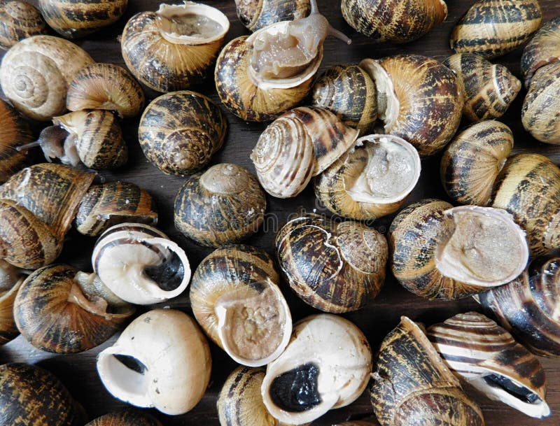 Snails texture. stock photo. Image of shell, rare, shot - 30543758