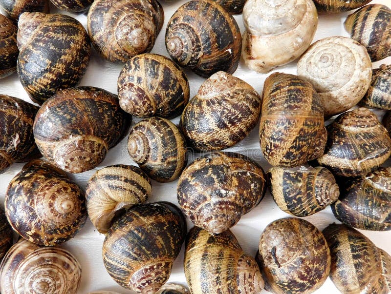 Snails texture. stock photo. Image of shell, rare, shot - 30543758