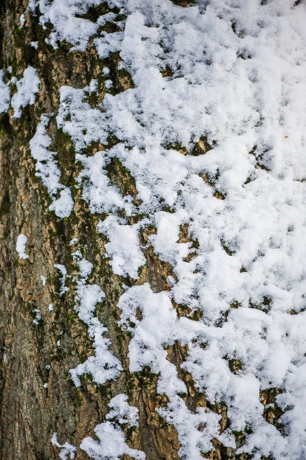 Texture of Snow on Bark of a Tree Trunk Stock Photo - Image of pure ...