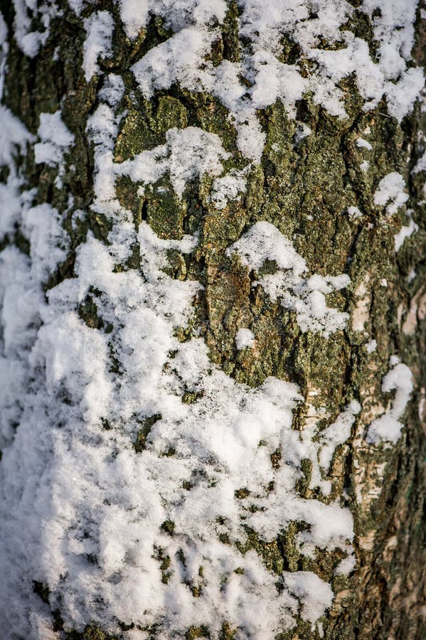 Snow on Bark stock image. Image of frozen, forming, interesting - 95348437