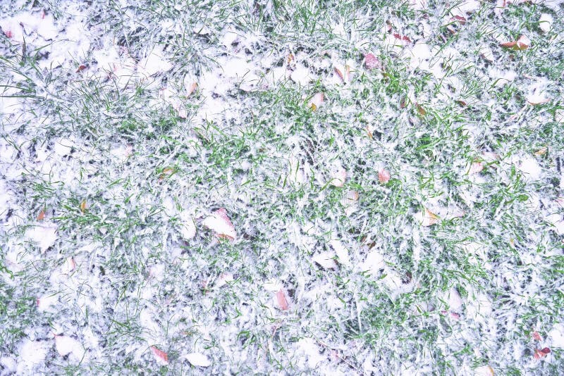 Texture of the Snow on the Grass is a Top View. Stock Image - Image of ...