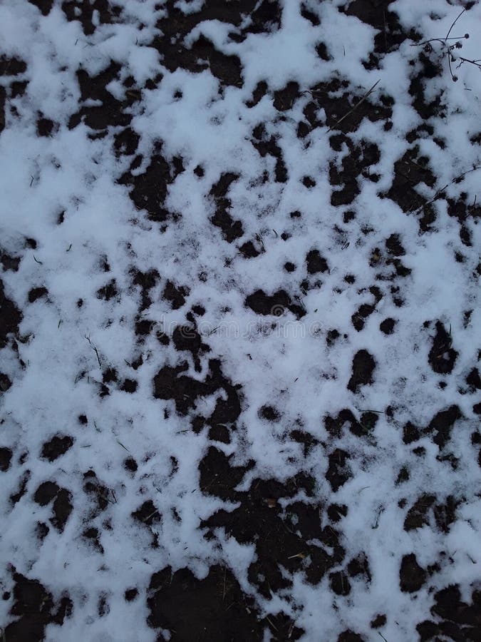 Texture of Snowy Grass and Ground Frost the First Snow Stock Photo ...