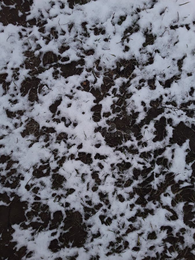 Texture of Snowy Grass and Ground Frost the First Snow Stock Image ...