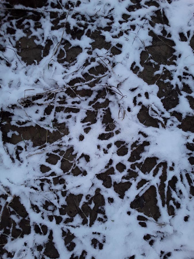 Texture of Snowy Grass and Ground Frost the First Snow Stock Photo ...