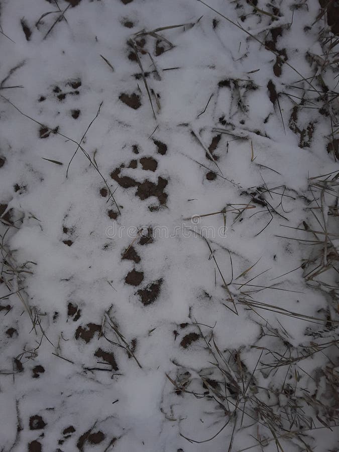 Texture of Snowy Grass and Ground Frost the First Snow Stock Image ...
